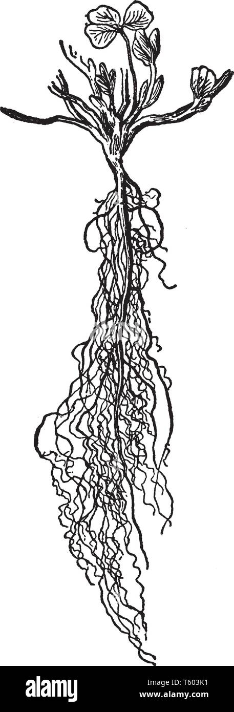 Fibrous root system hi-res stock photography and images - Alamy
