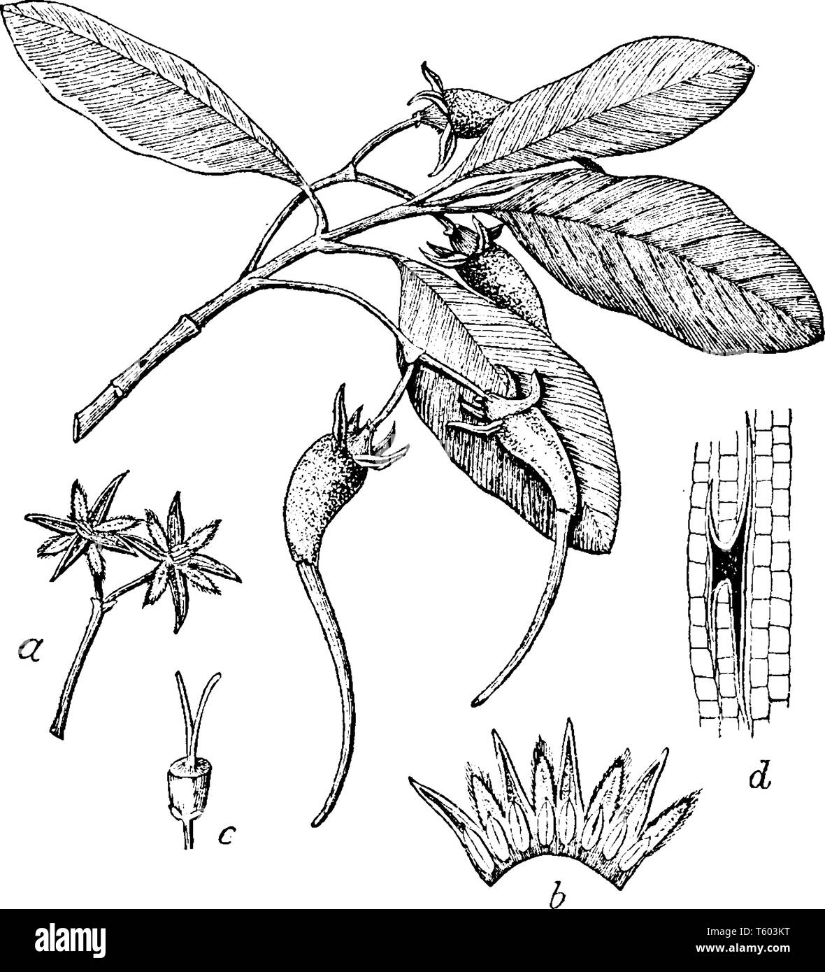 Black Mangrove Tree Drawing