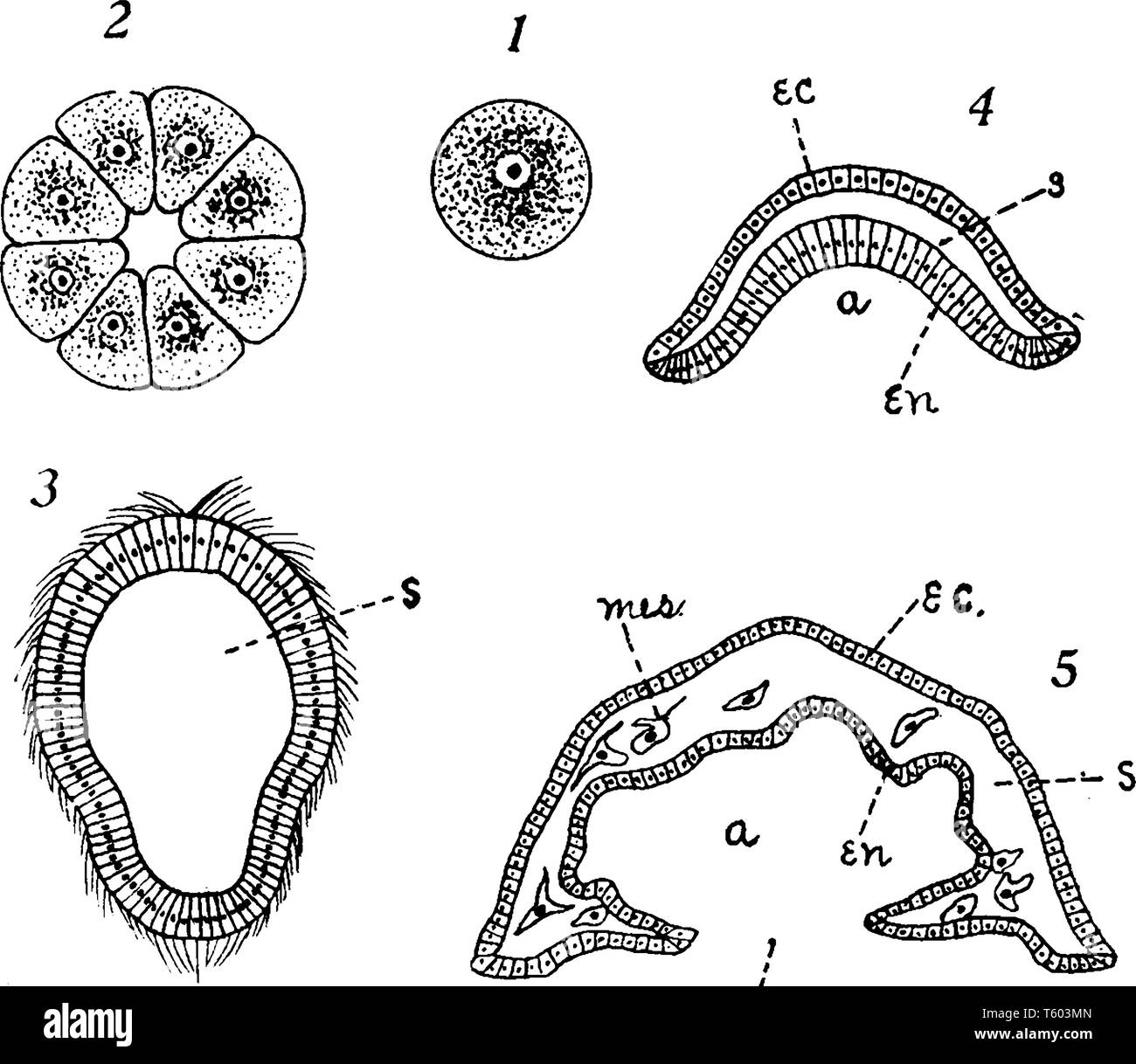 Simple Sponge Development section through older larva which has become ...