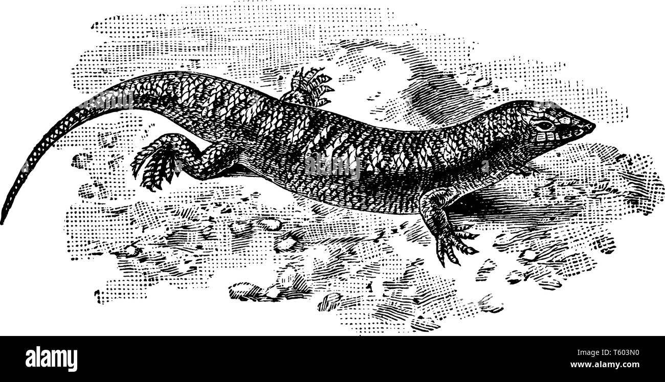 Sandfish hi-res stock photography and images - Alamy