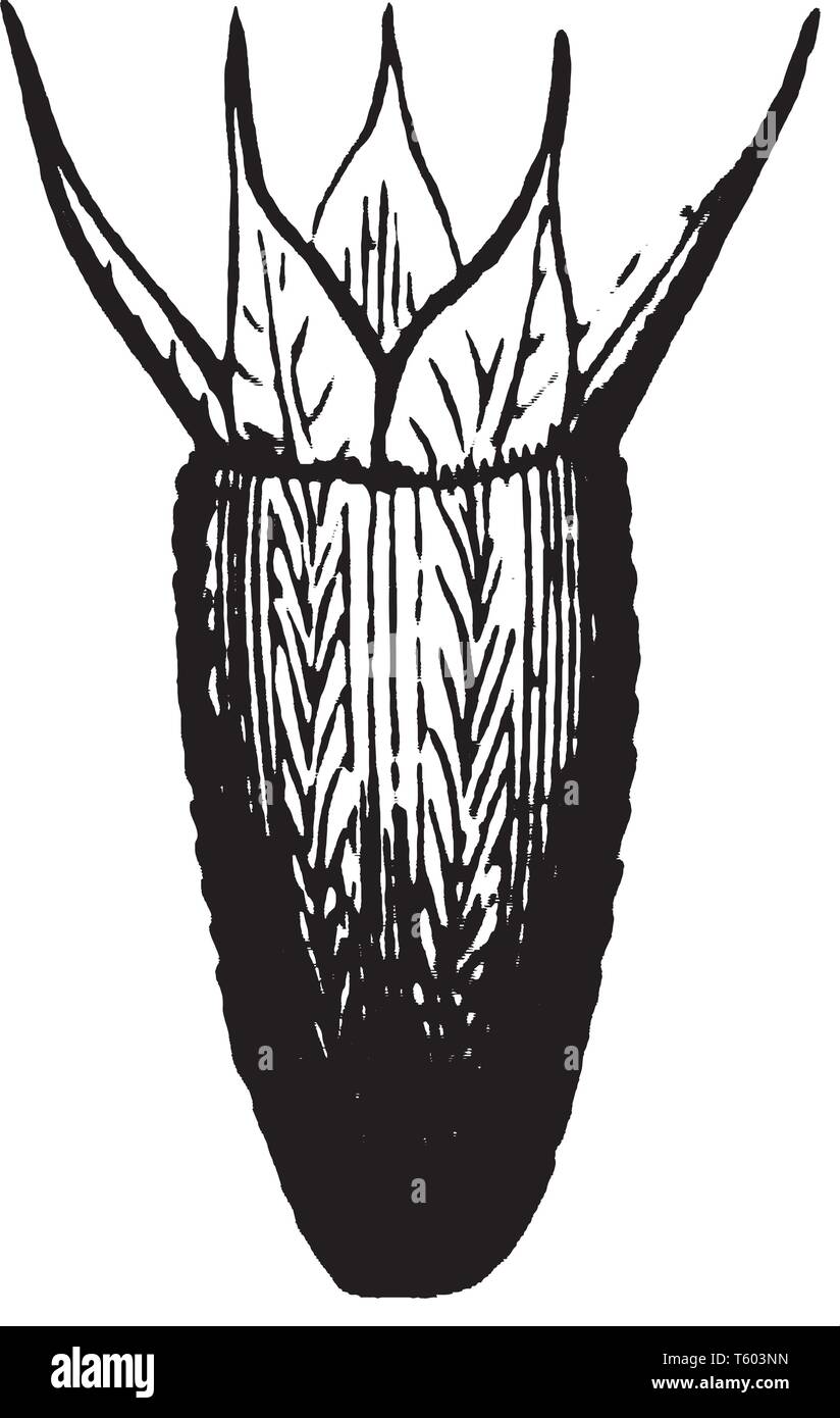 The image of Calyx of Helenium flower. The leaves growing on Calyx ...