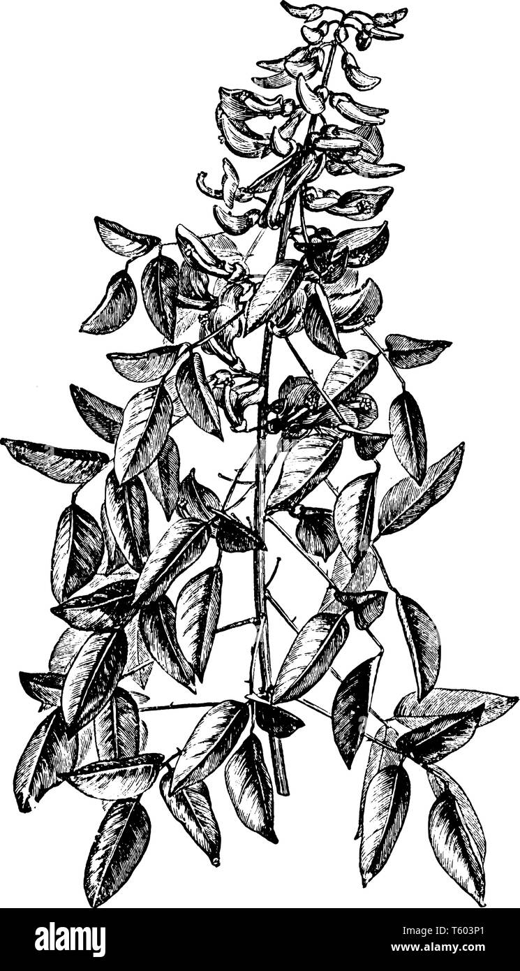 Coral tree leaves Stock Vector Images - Alamy