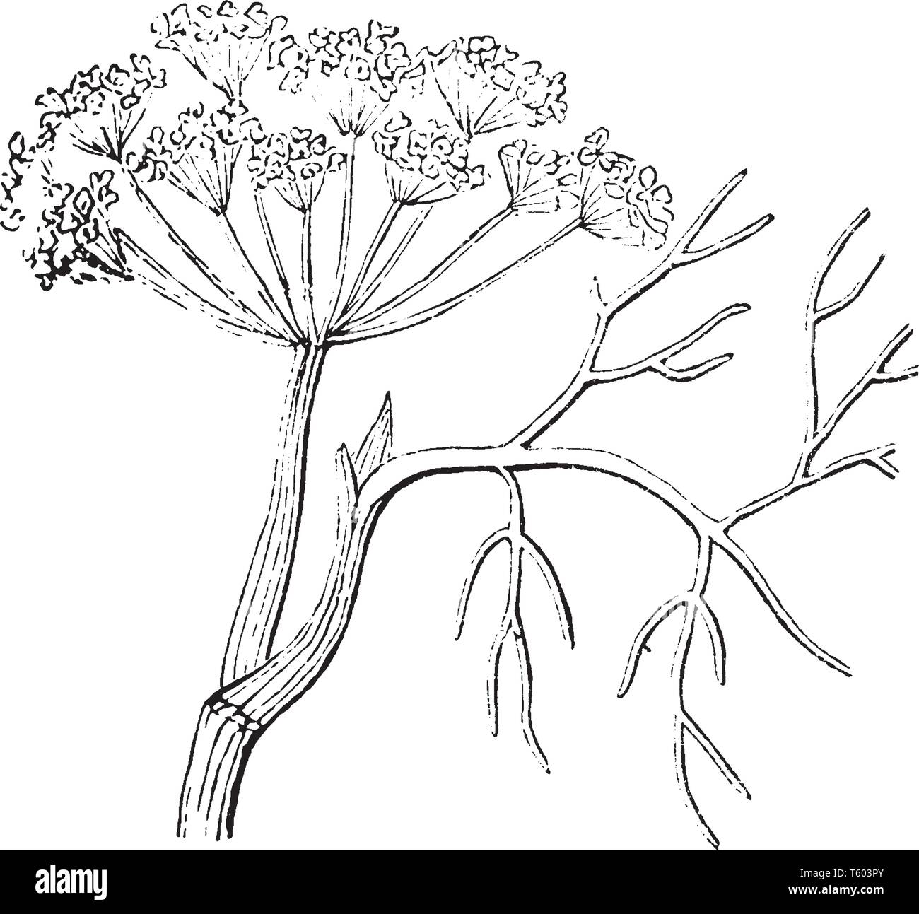 A picture is showing a plant of Anise which is a known plant that ...