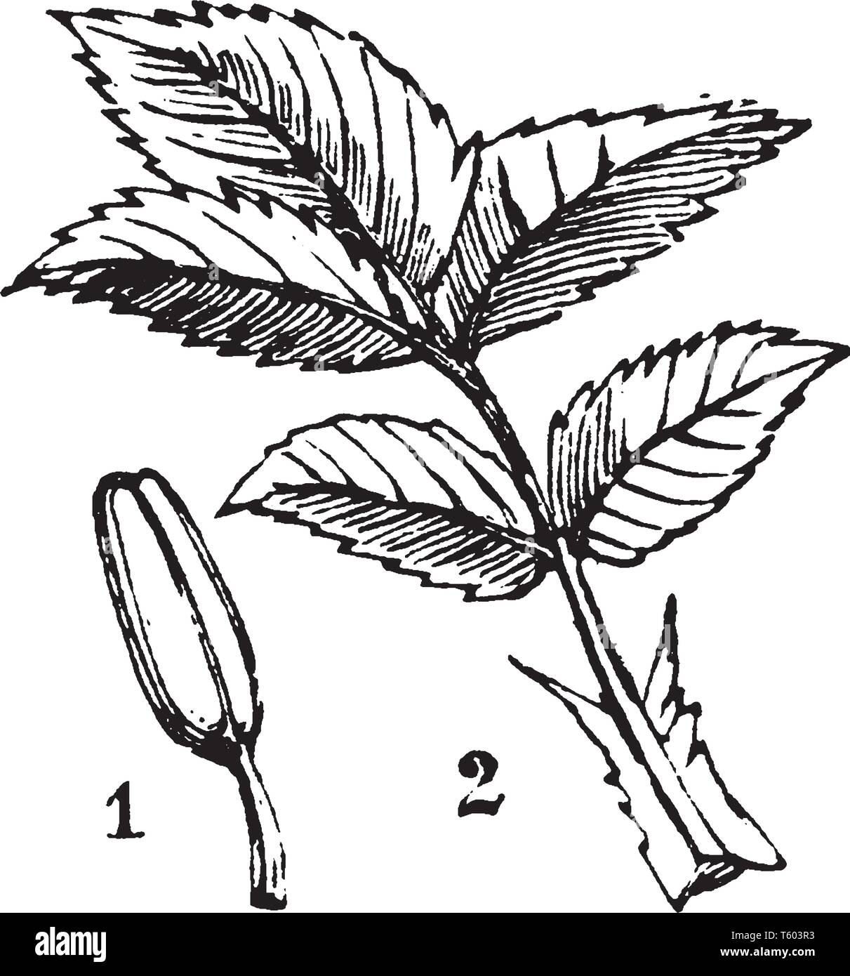 This is a image of Adnate and there is one Anther & one Stipule ...