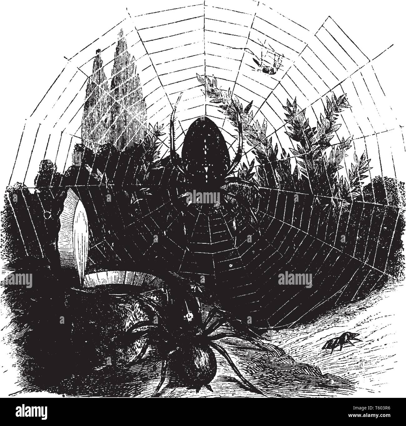Trap door spider Stock Vector Images - Alamy