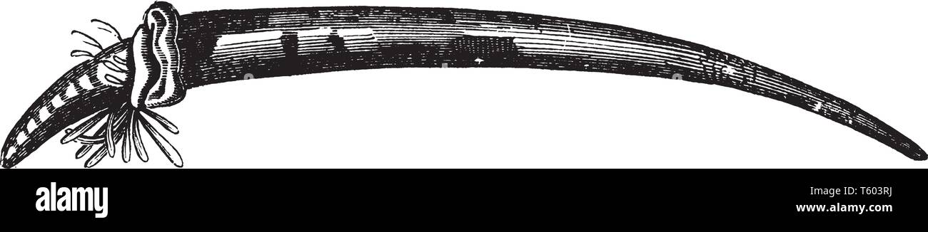 Elephant tooth has an aperture at each end and the animal inhabiting it ...