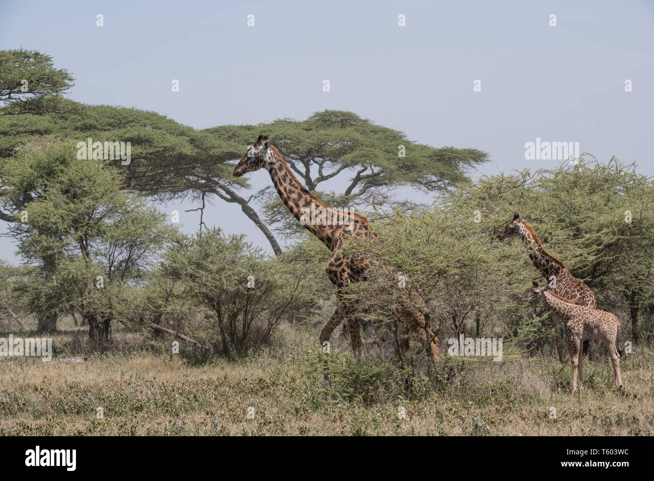 Giraffe family, Ndutu, Tanzania Stock Photo - Alamy