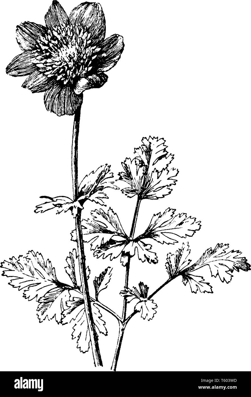 A picture is showing a plant of Anemone Coronaria which is also known ...