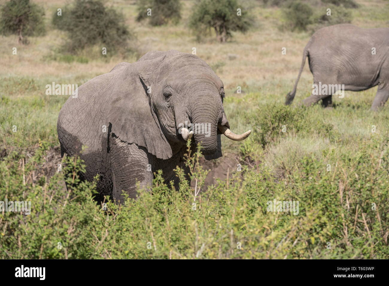 Africa elephant hi-res stock photography and images - Alamy