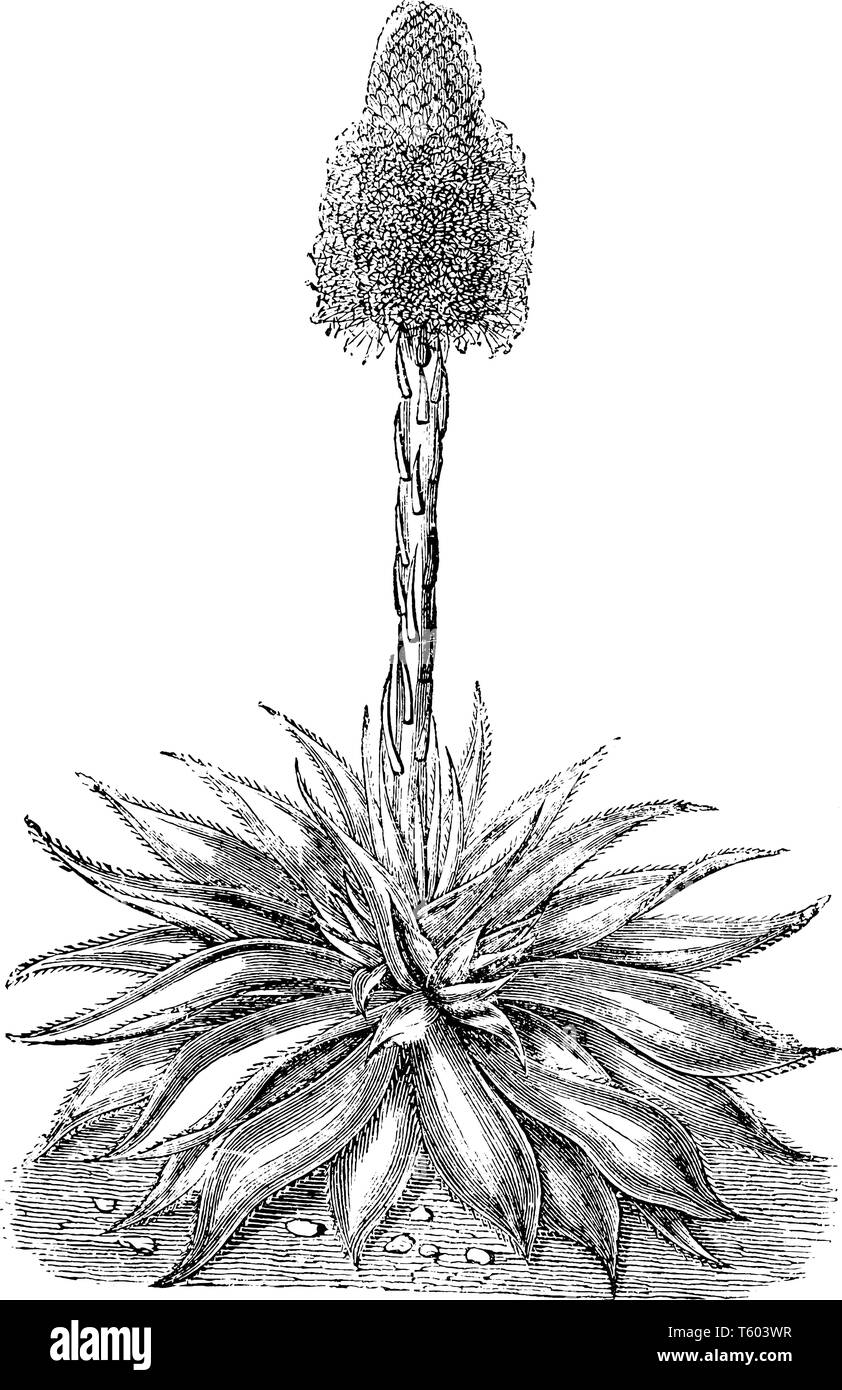 This is a flower of Agave Celsiana. It is on leafless stalk which is ...