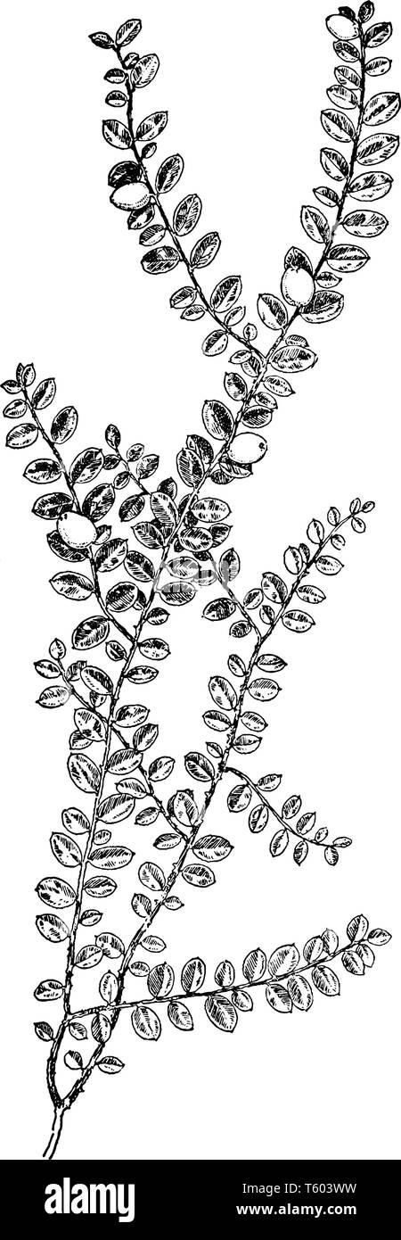 Snowberry plant Stock Vector Images - Alamy