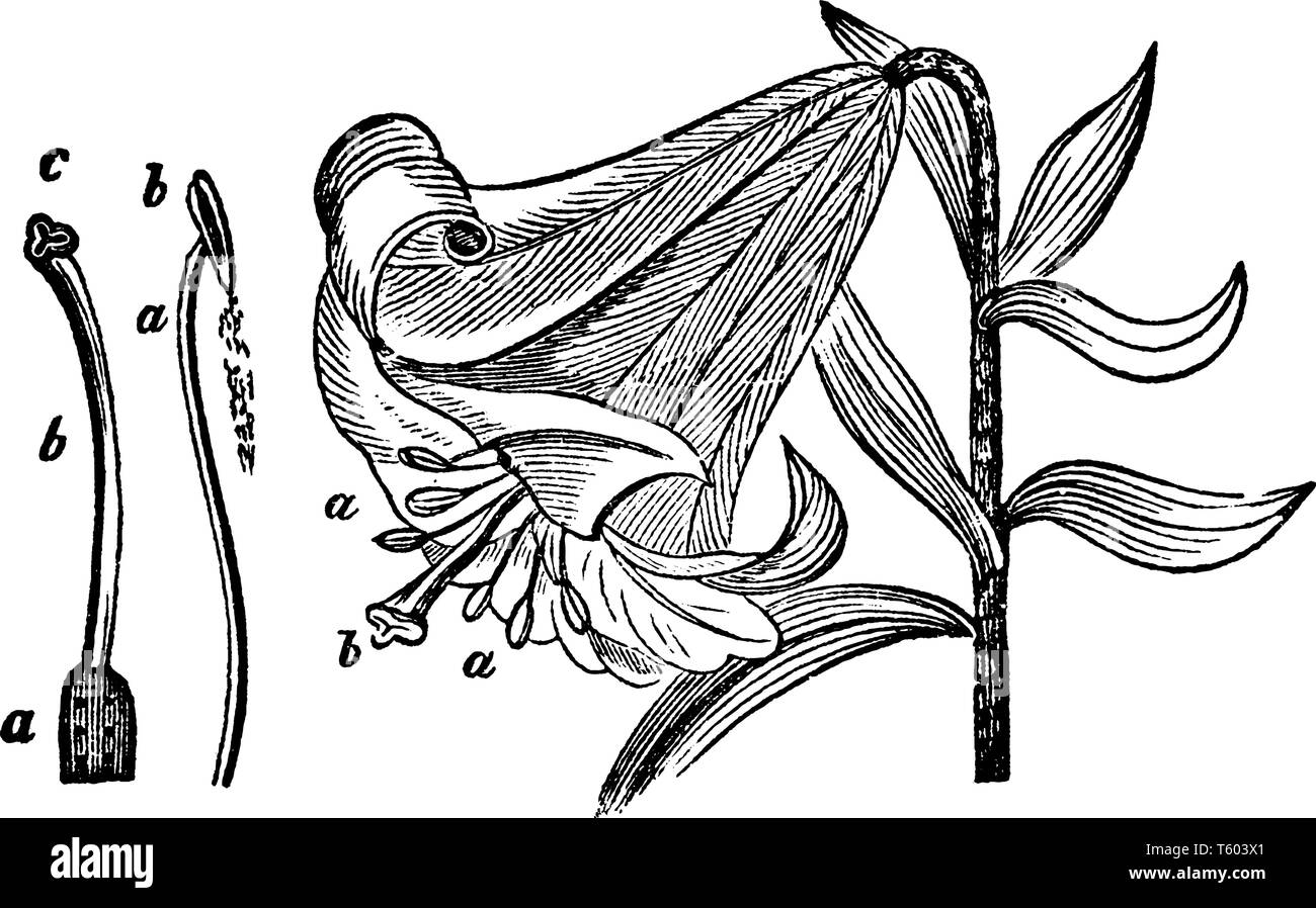 This is a flower of Chinese Lily and its dried lily buds are useful for ...