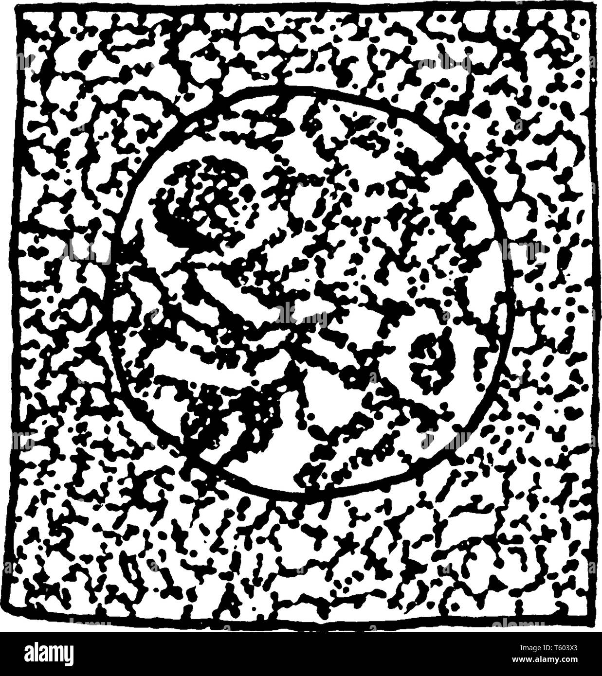 A picture showing the second stage of Division of Grandmother Cell ...