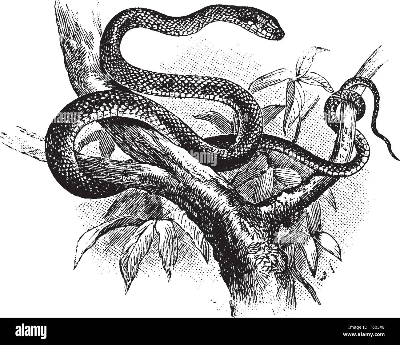 Green Snake is a common green snake coiled in a small tree, vintage ...