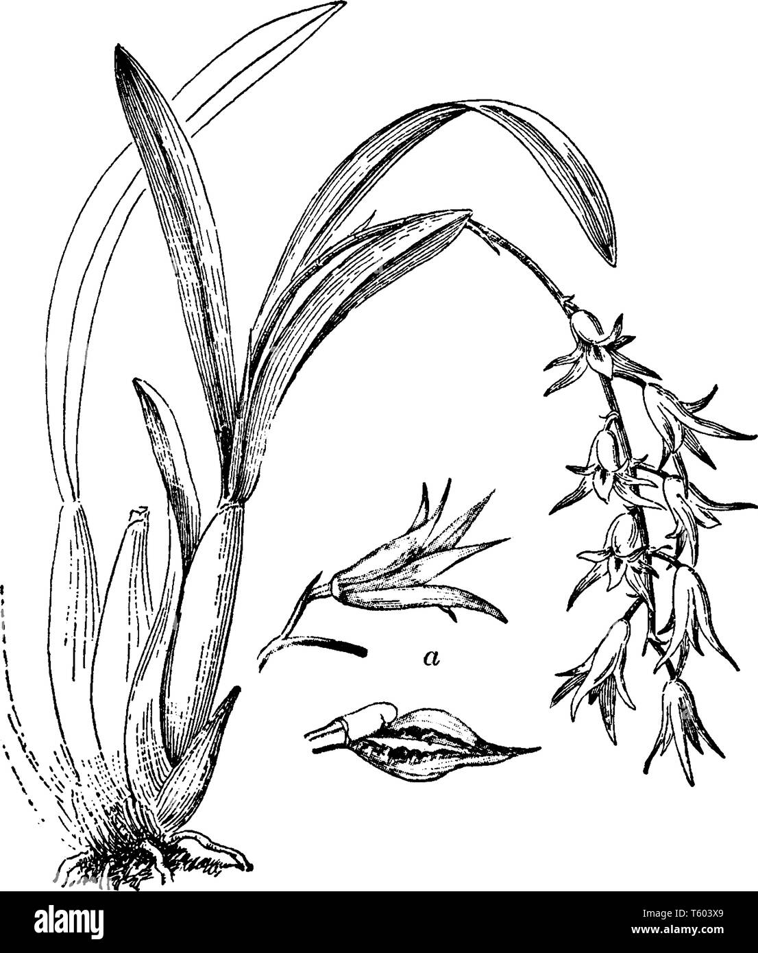 In this image shown a Bud, flower and the petals and sepals of the ...