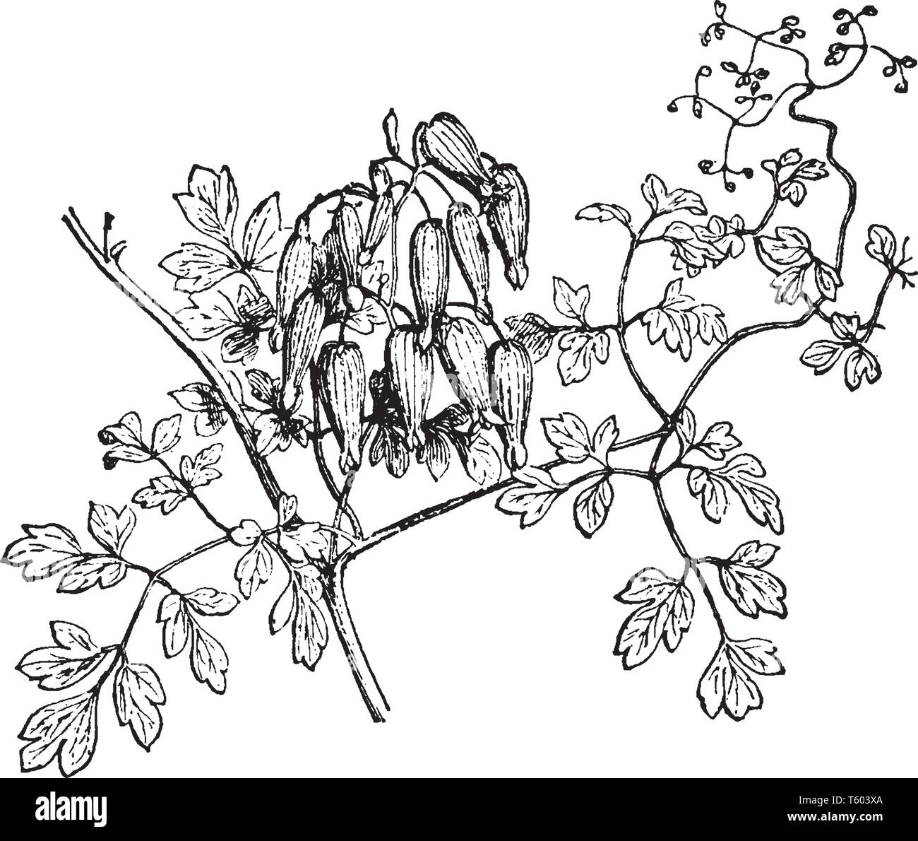 Creeping herbaceous plant Stock Vector Images - Alamy