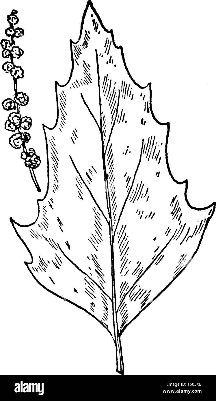 Leaves and flowers of vigorous weedy plants especially of the goosefoot ...