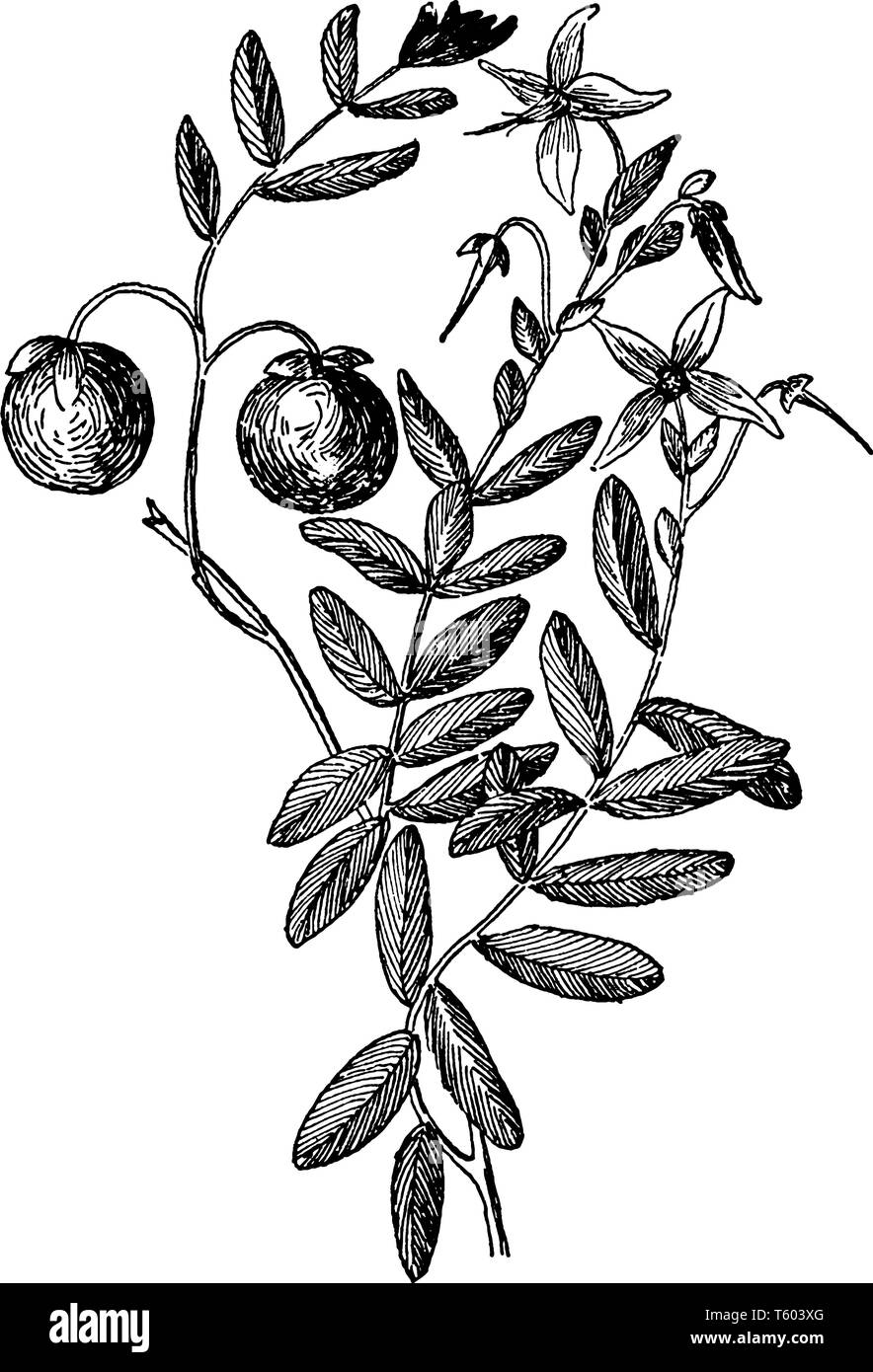 Cranberry Bush Drawing