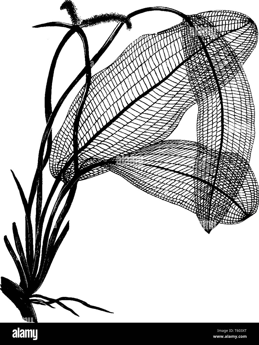 Under leaf Black and White Stock Photos & Images - Alamy