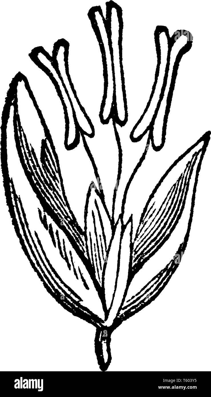 This picture showing of red top grass flowers, the flowers inside ...