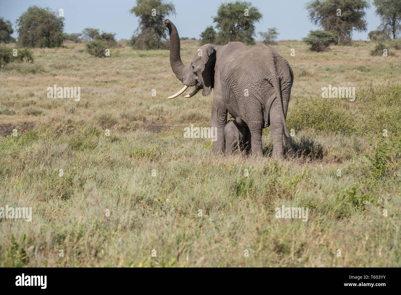 Africa elephant hi-res stock photography and images - Alamy