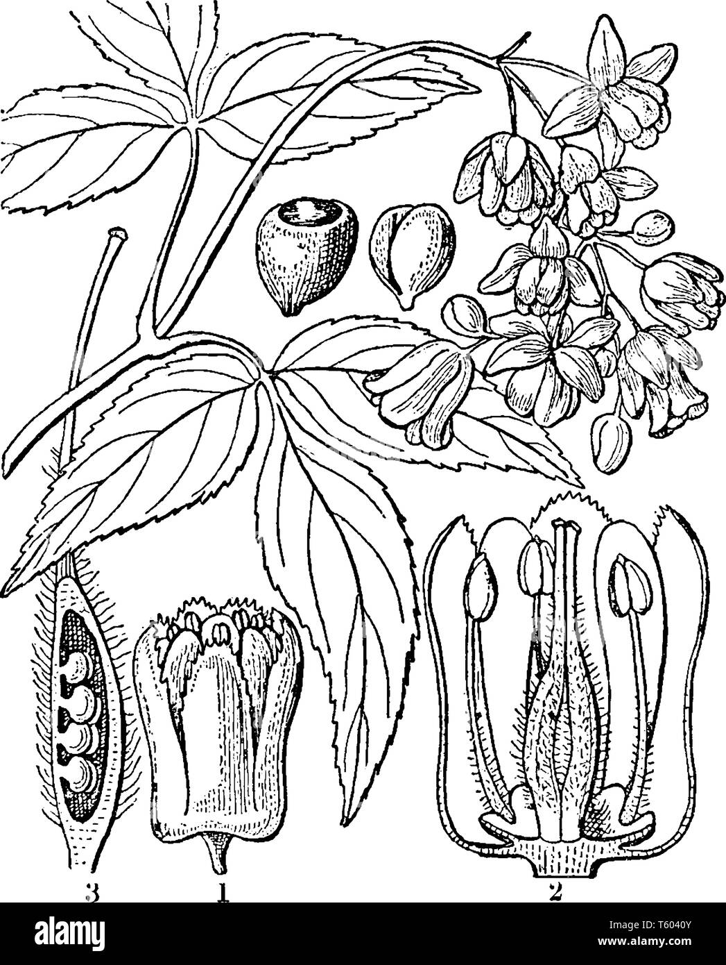 Flowering cluster Black and White Stock Photos & Images - Alamy