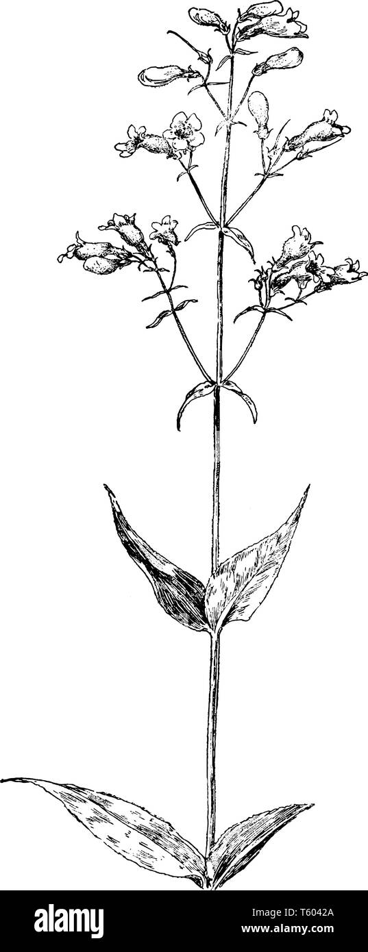 Pink flowers blue Black and White Stock Photos & Images - Alamy