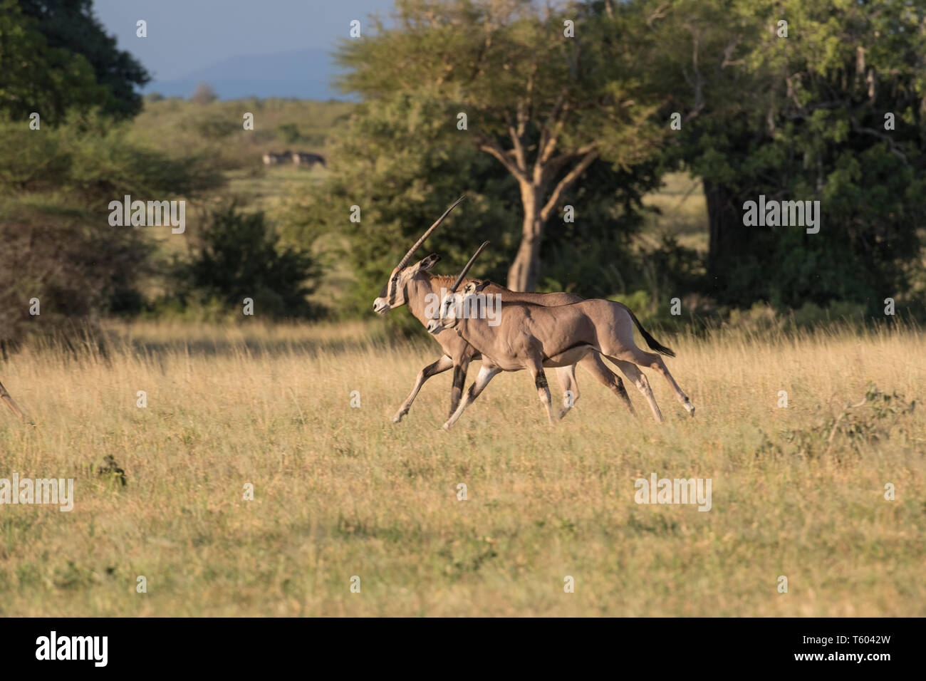 African antelopes hi-res stock photography and images - Alamy