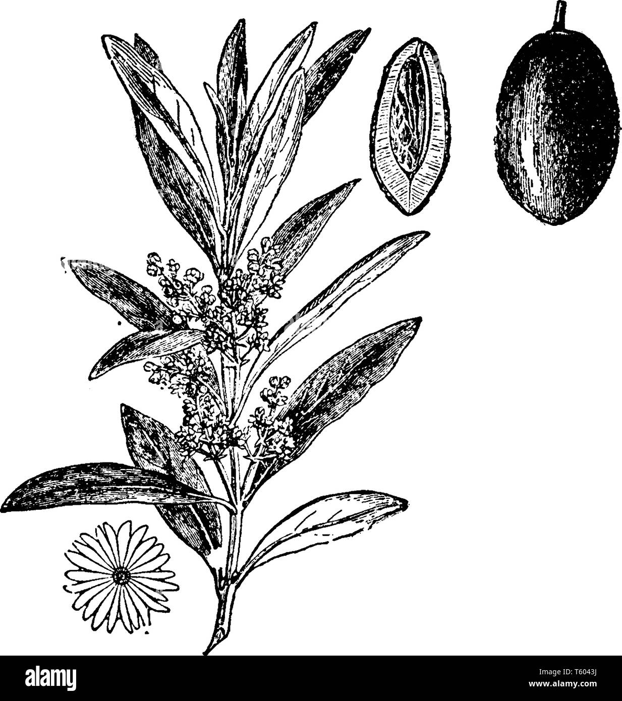 In this picture, a branch of olive oil tree is shown, vintage line ...