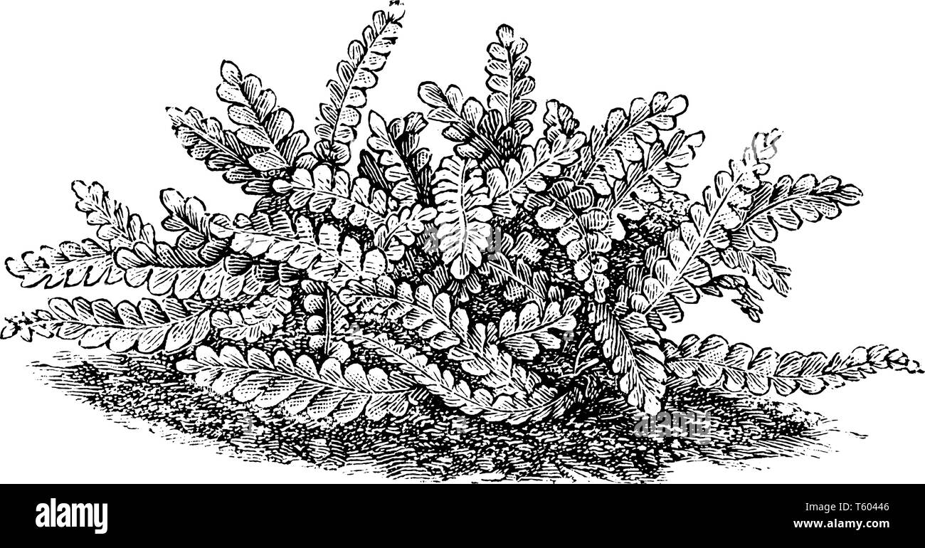 Narrow edges Stock Vector Images - Alamy