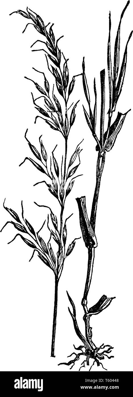 This picture is oats separate growing and leaves separate, the leaves ...