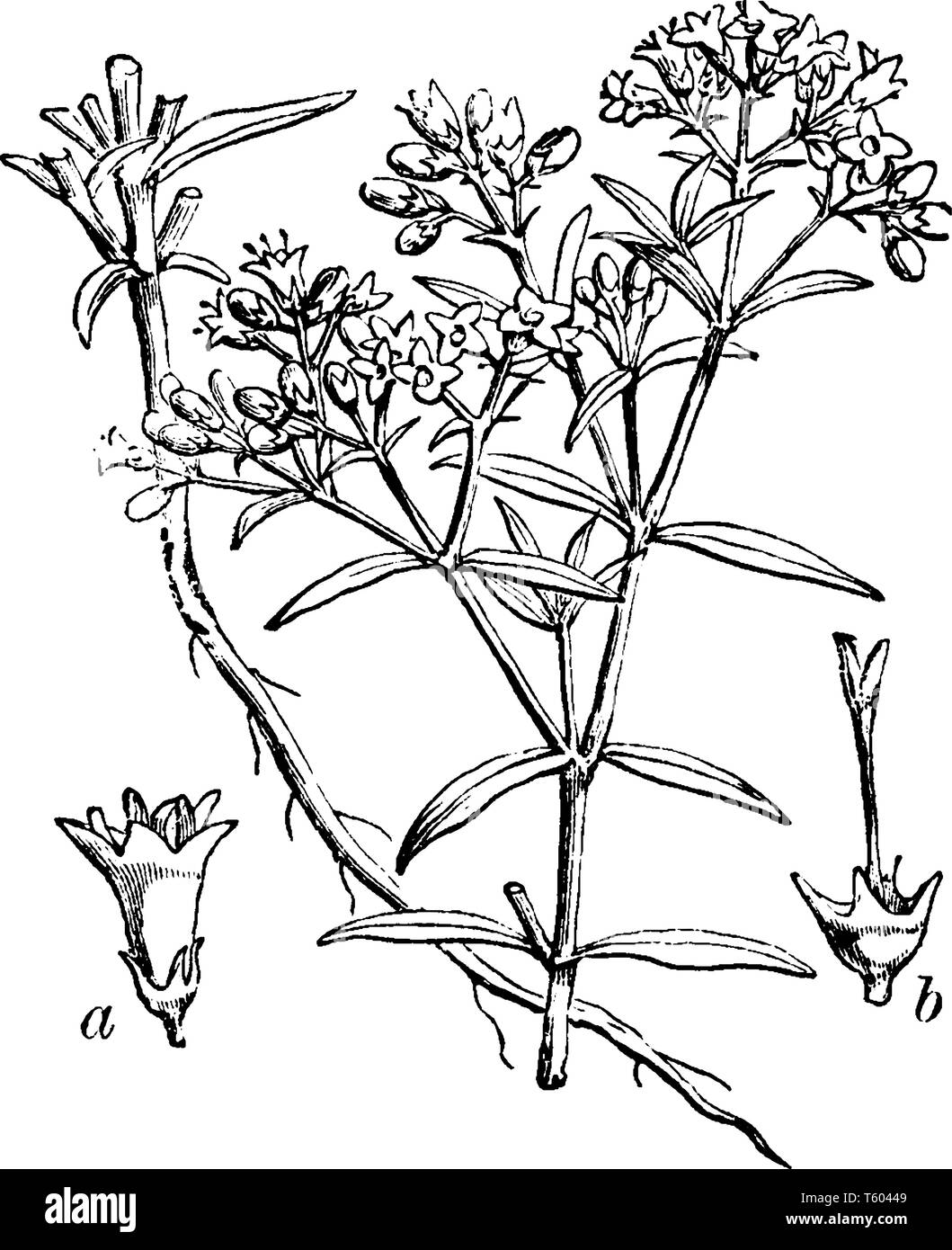 Chay illustration Stock Vector Images - Alamy