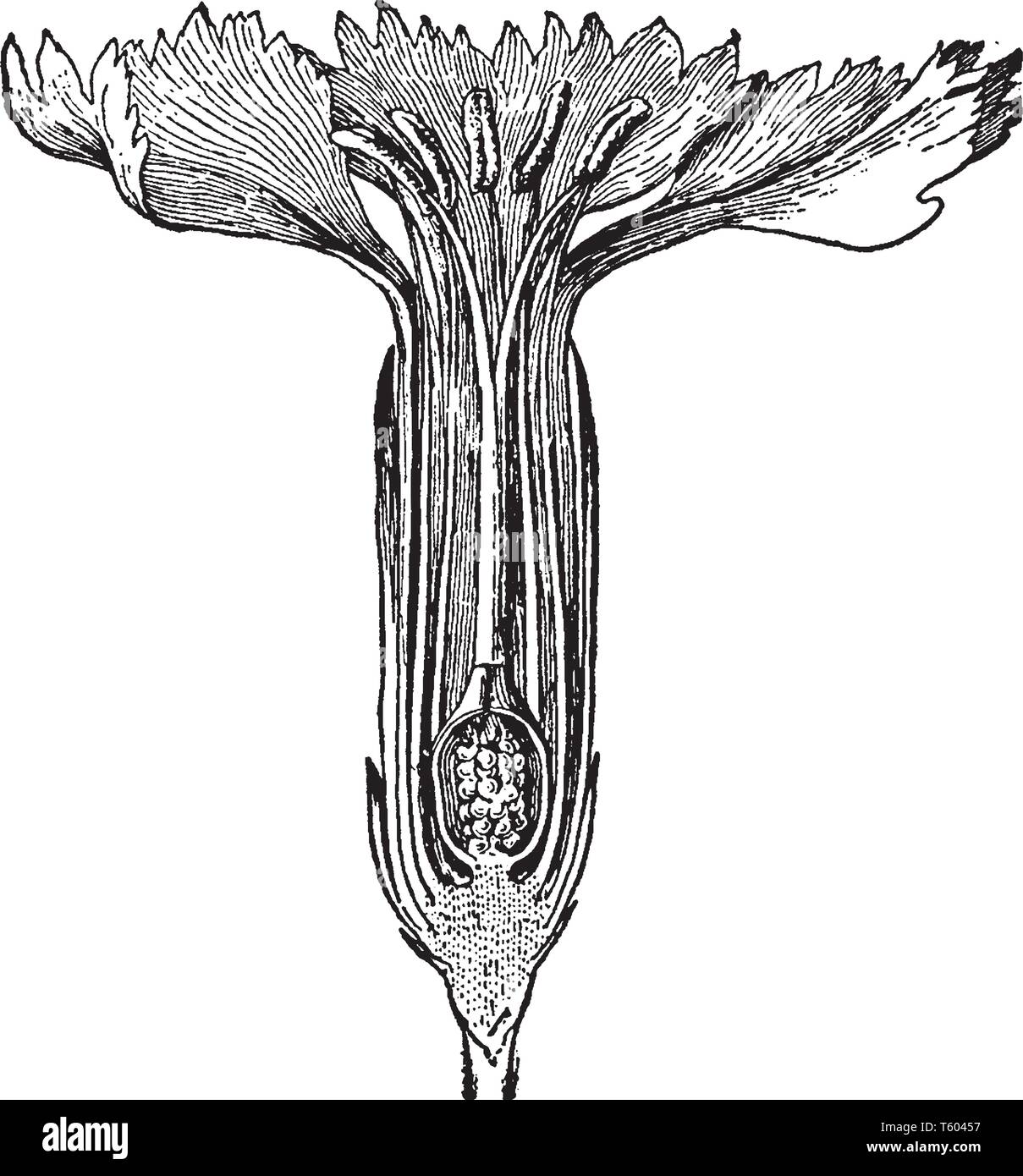 A picture of Section of Carnation flower. In this image there are show ...