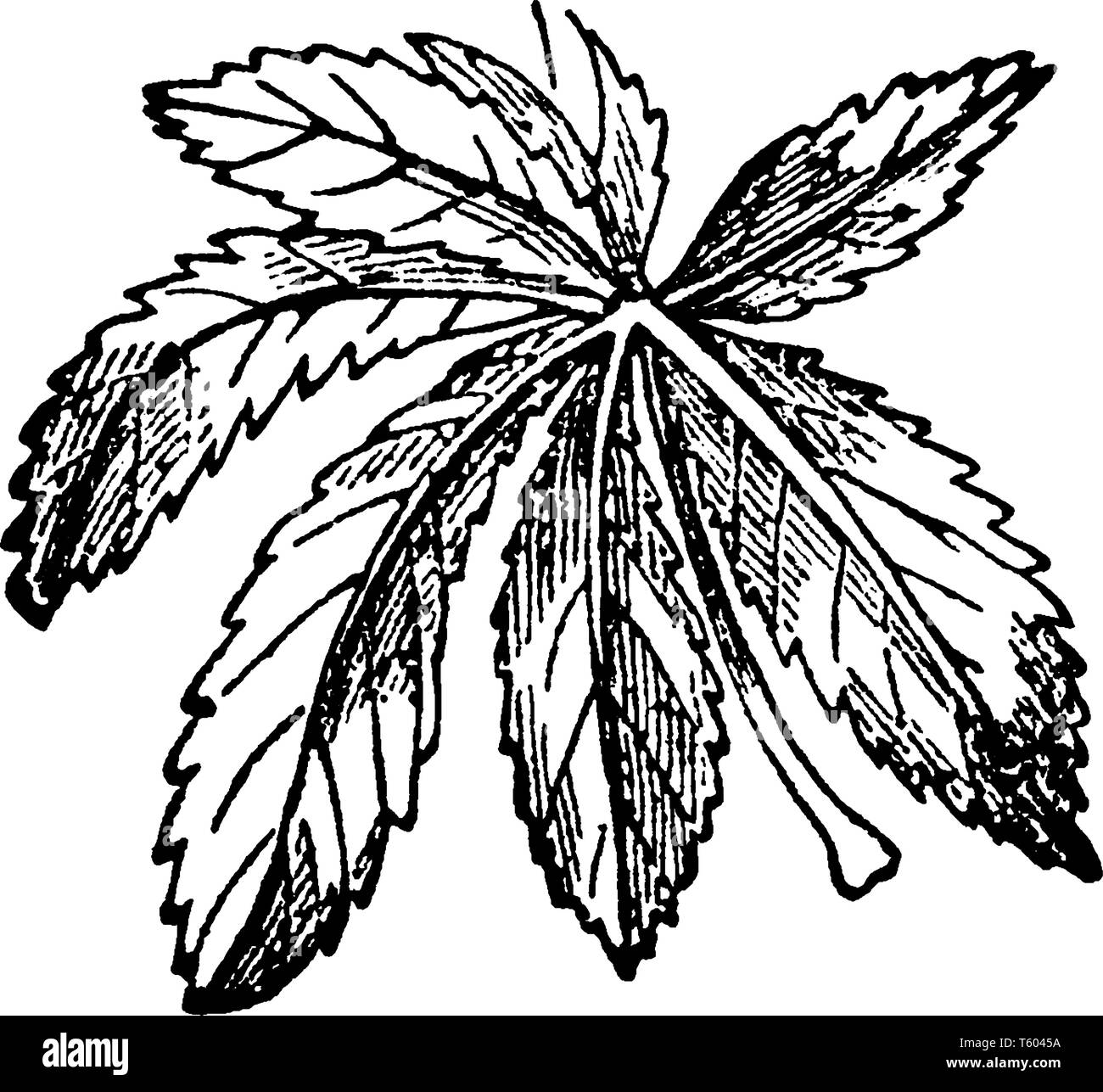 Six to seven leaf are attached on the one point. The leaf is toothed ...