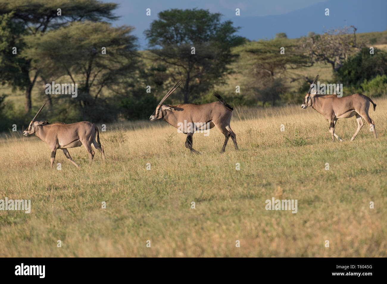 African antelope antelopes hi-res stock photography and images - Alamy