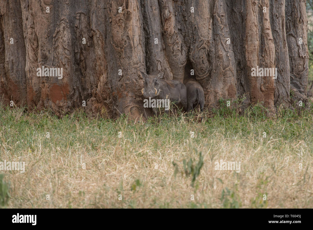 Warthog in baobab tree hi-res stock photography and images - Alamy