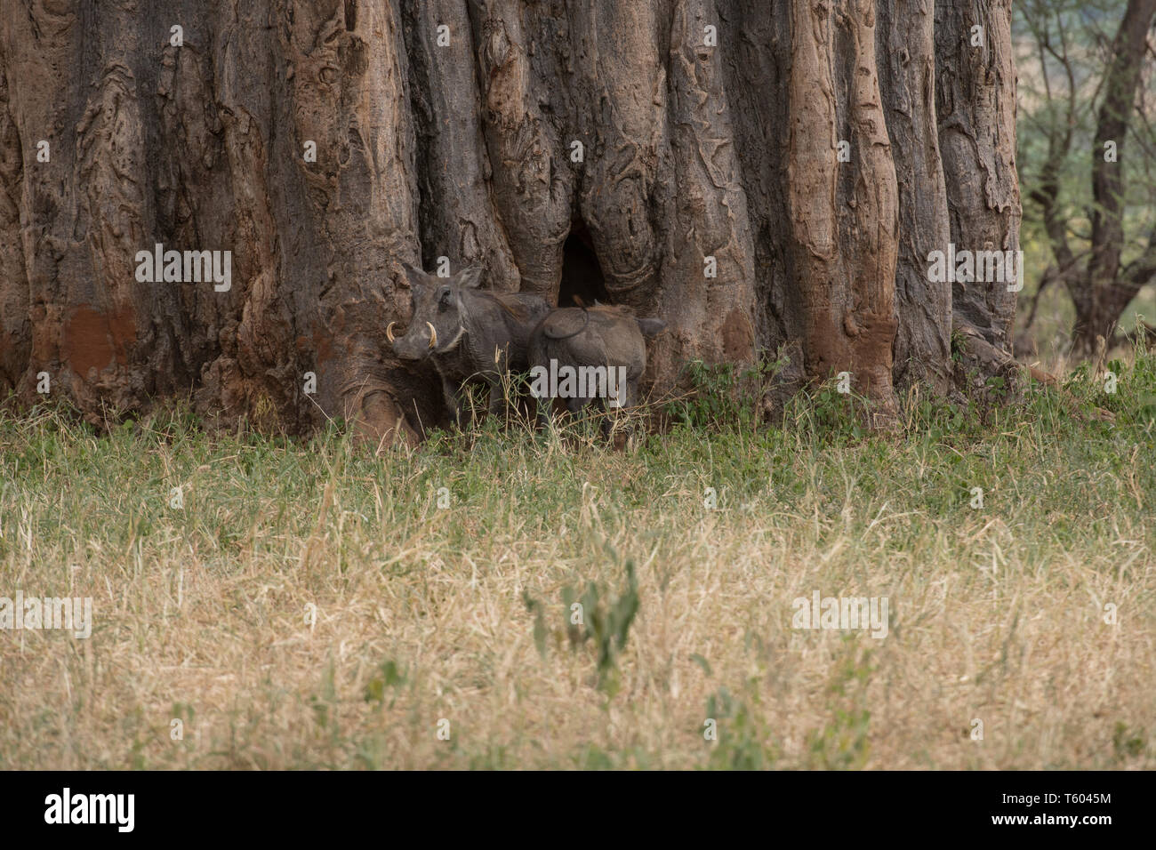 Warthog in baobab tree, Tarangire National Park, Tanzania Stock Photo ...