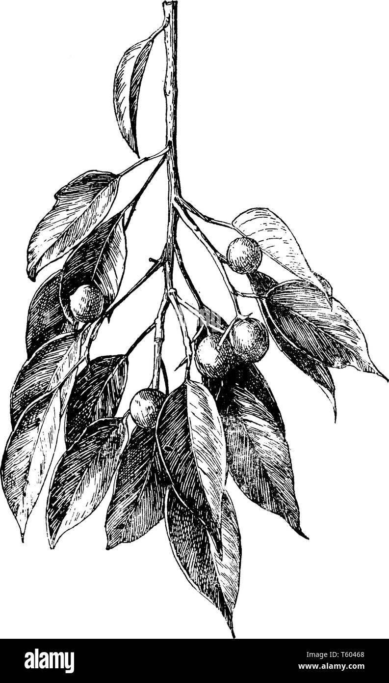 Benjamina plant Black and White Stock Photos & Images - Alamy