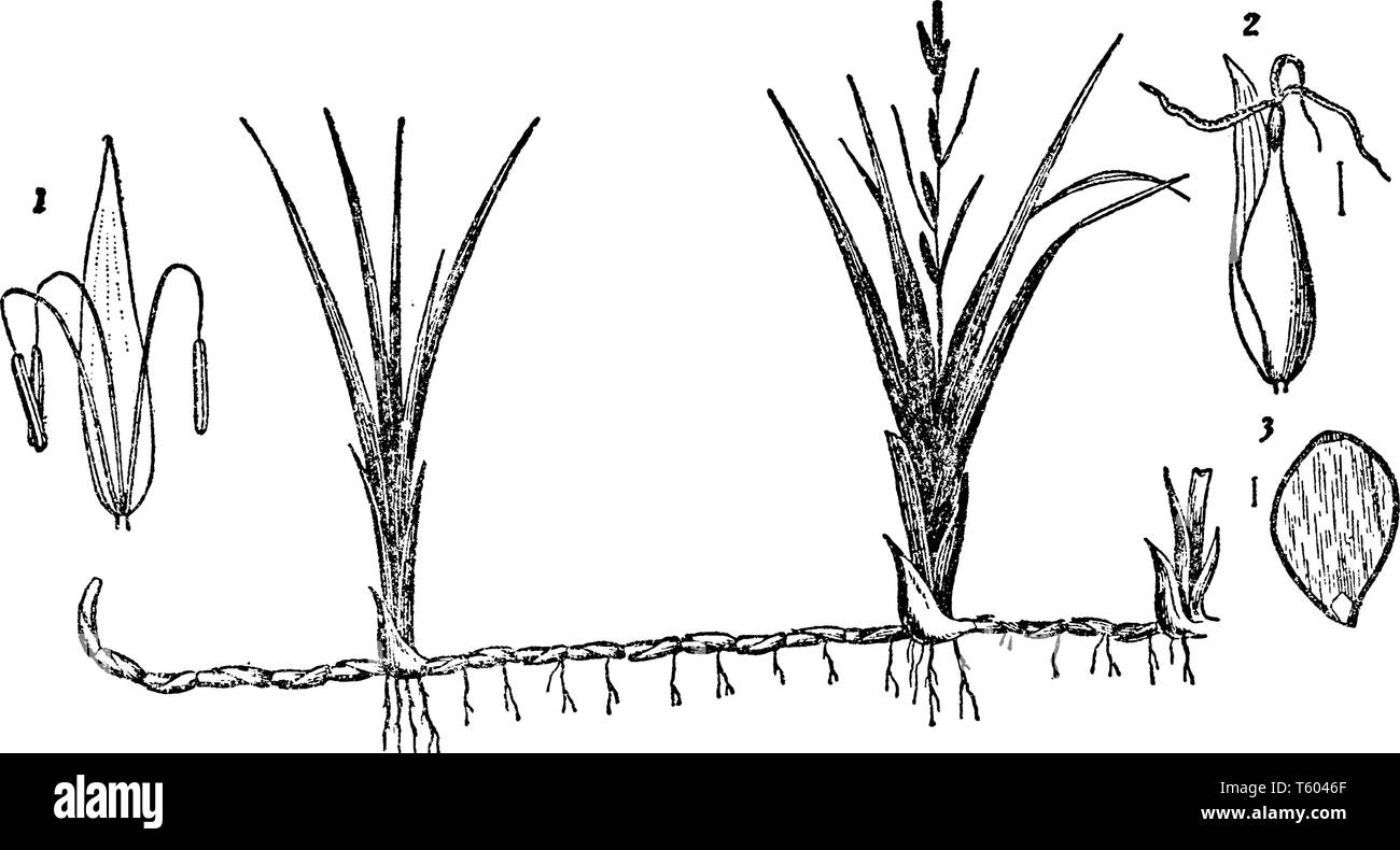 Carex is a genus of Cyperaceae. It is called as sedges and also the ...