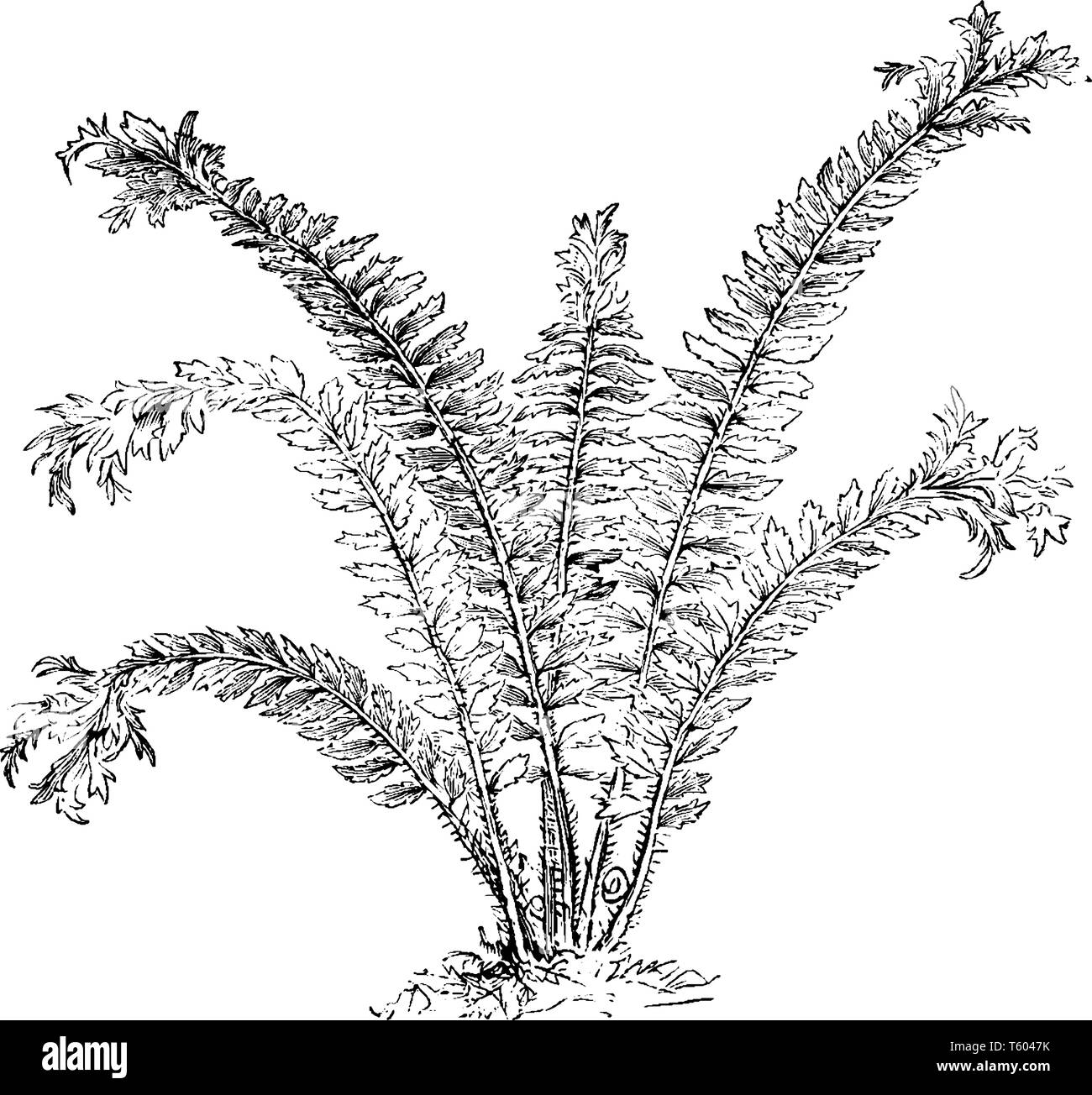 Aspidium Stock Vector Images - Alamy