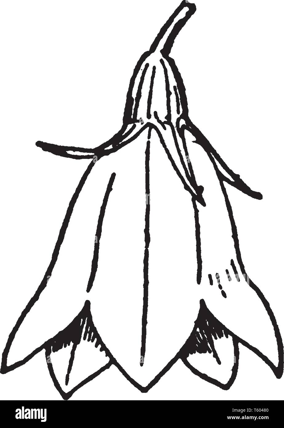 Flowers are narrow at the base and widen gradually like bell. It's a ...