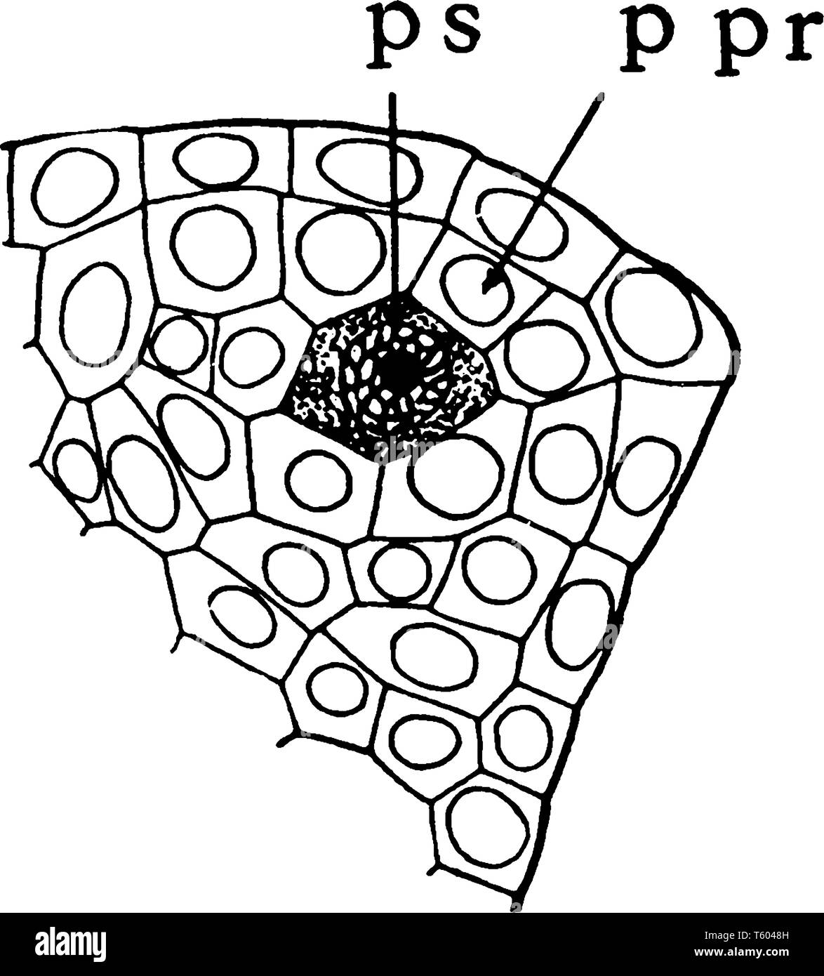 Pollen wall Stock Vector Images - Alamy