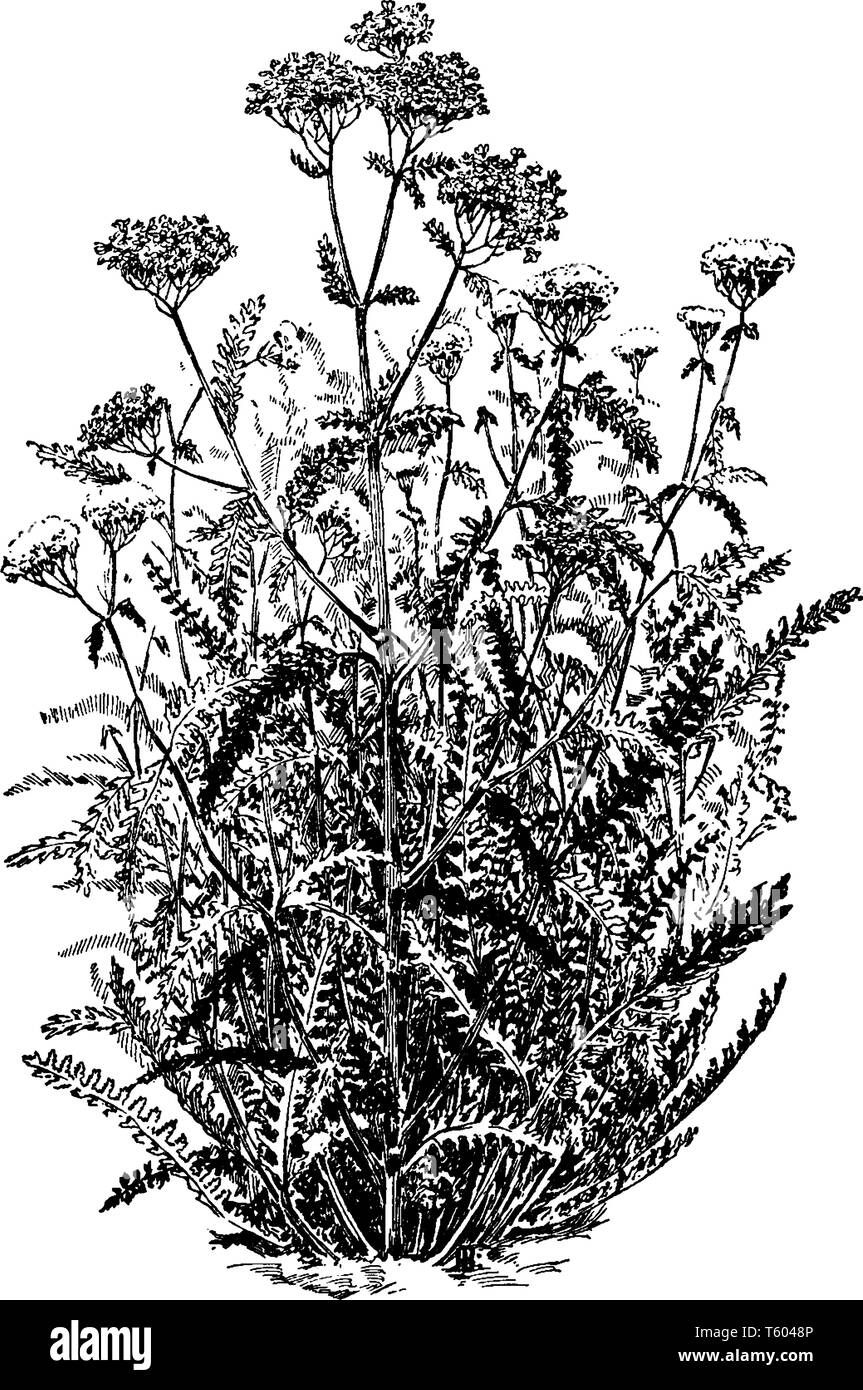 Achillea millefolium flowering Black and White Stock Photos & Images ...
