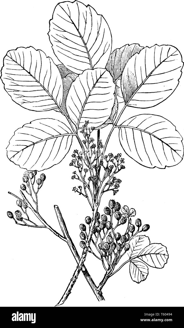 Poison oak skin Stock Vector Images - Alamy