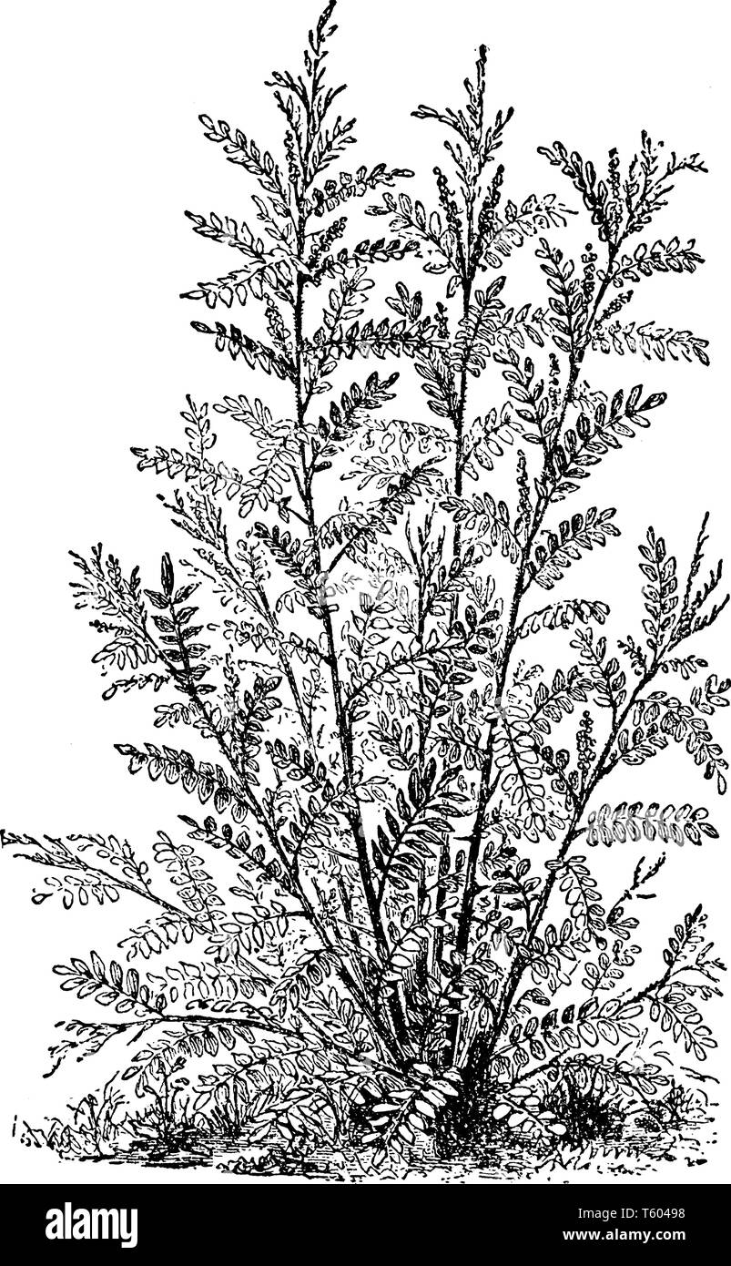 It is an herbaceous perennial plant. Liquorice extracts have been used ...