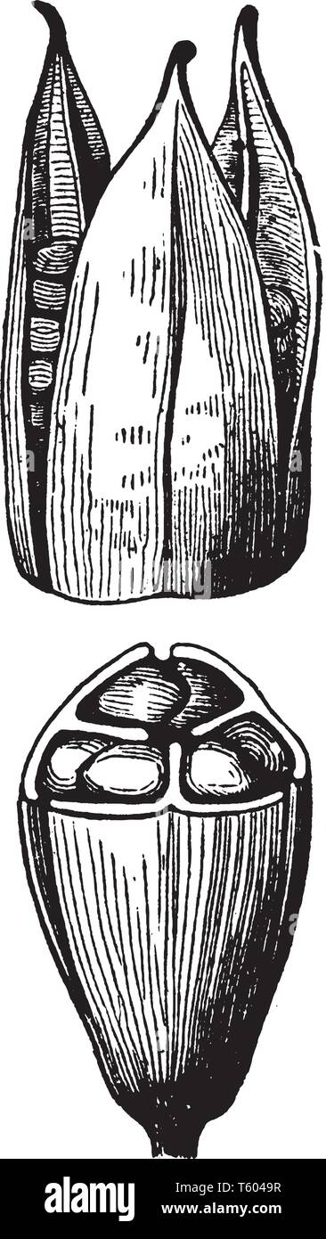 The fruit is a dry capsule 4-7 centimeters (1.6-2.8 in) long ...