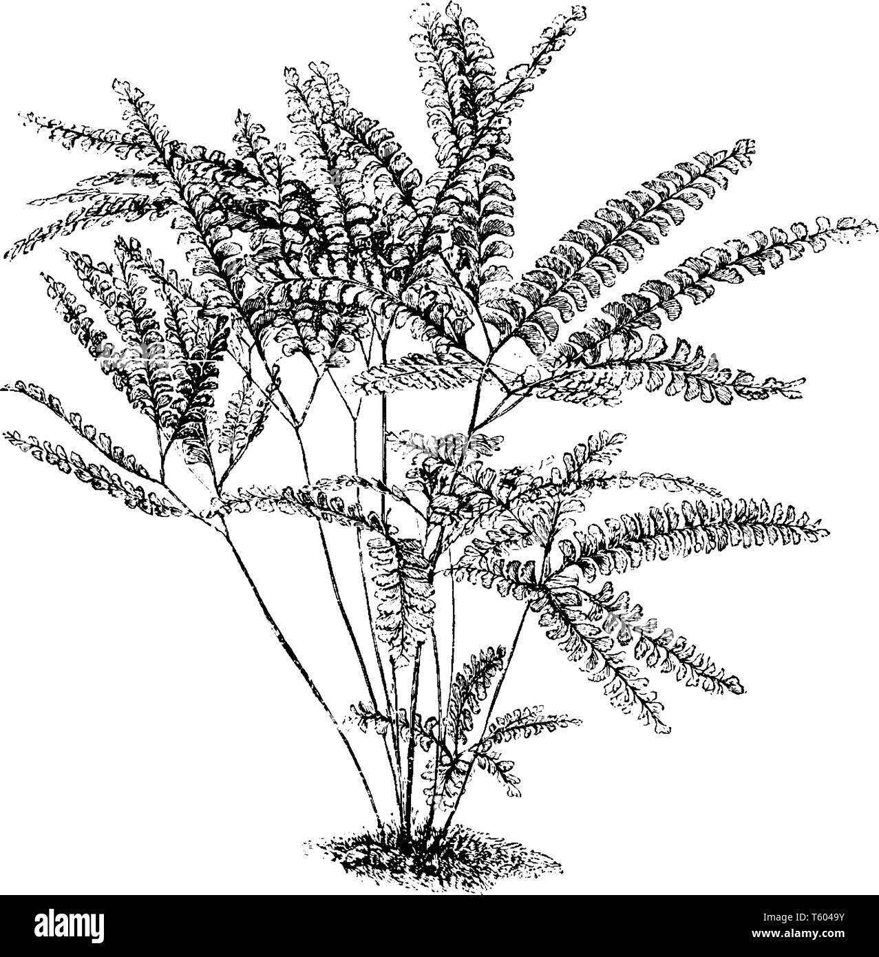 Maidenhair Fern Drawing