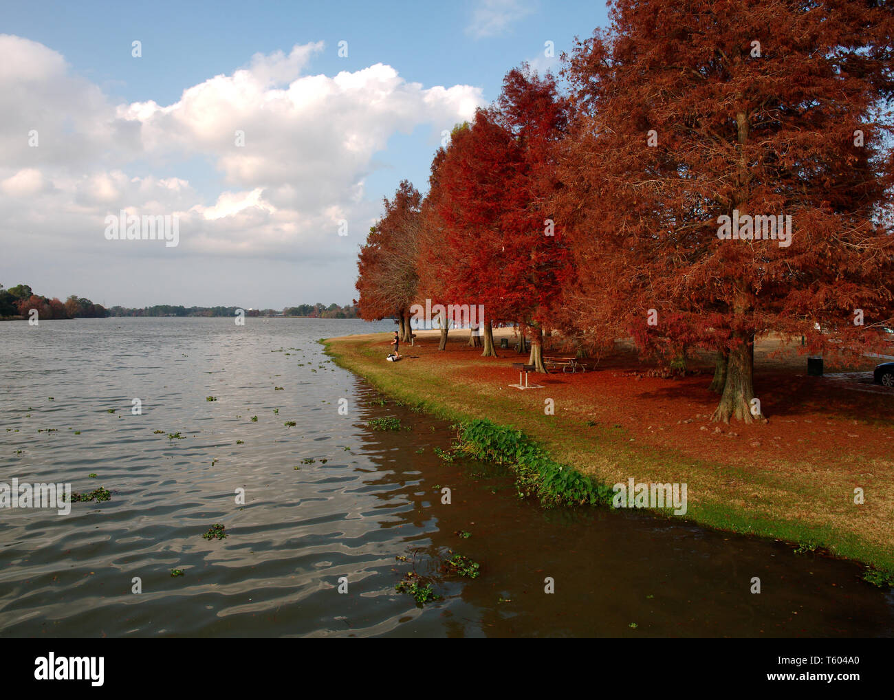 View of Cypress trees with red leaves at University Lake, Baton Rouge ...