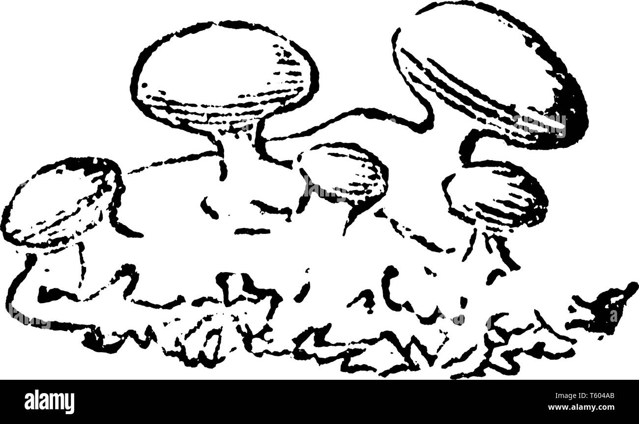 Clavate hi-res stock photography and images - Alamy