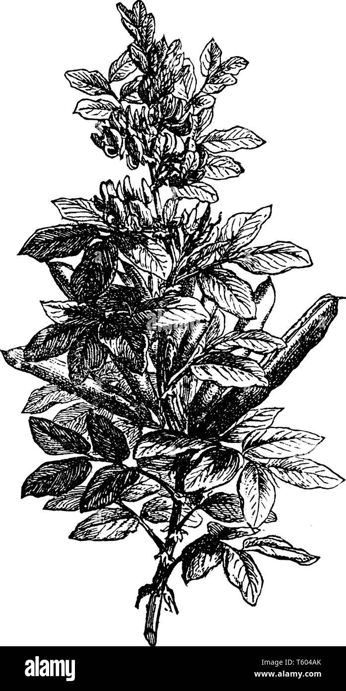 Broad bean fava beans Stock Vector Images - Alamy